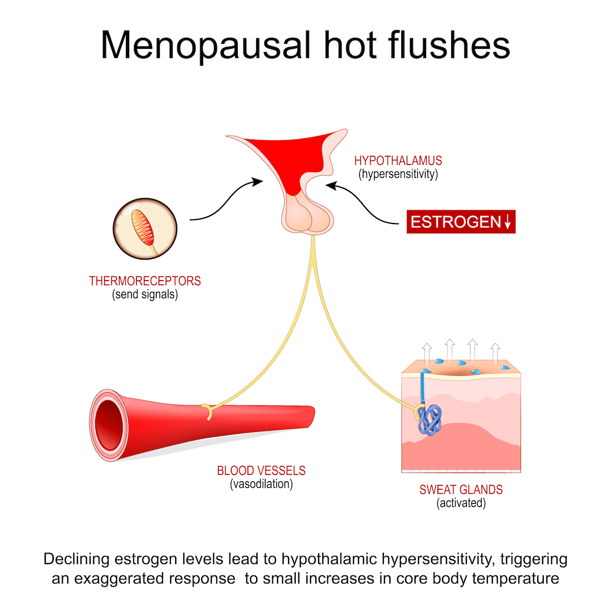 Why Does Menopause Make You Feel Hot All The Time? - MenoMe®